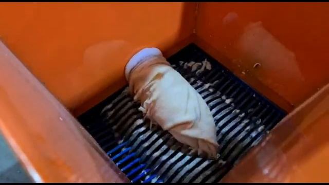 Дробим влажную свиную кожу на шредере ИШМ-220.mp4