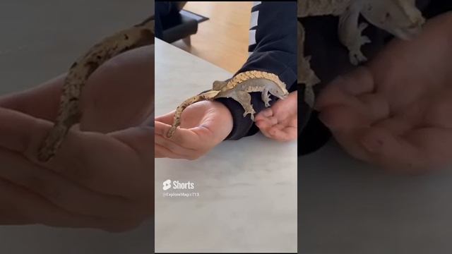 the Dragon. Kronengecko.