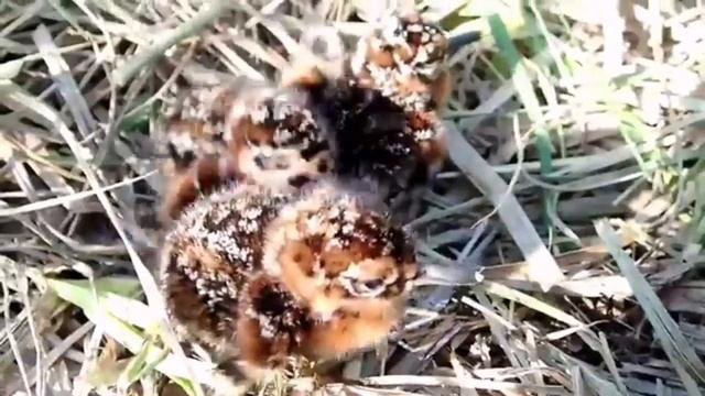 Лоси у дома, бекасята и урчание бобрят