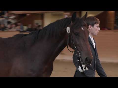 XIX ежегодный аукцион лошадей орловской рысистой породы. 2022 год