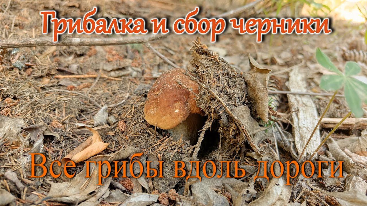 Грибы. Тихая Охота.