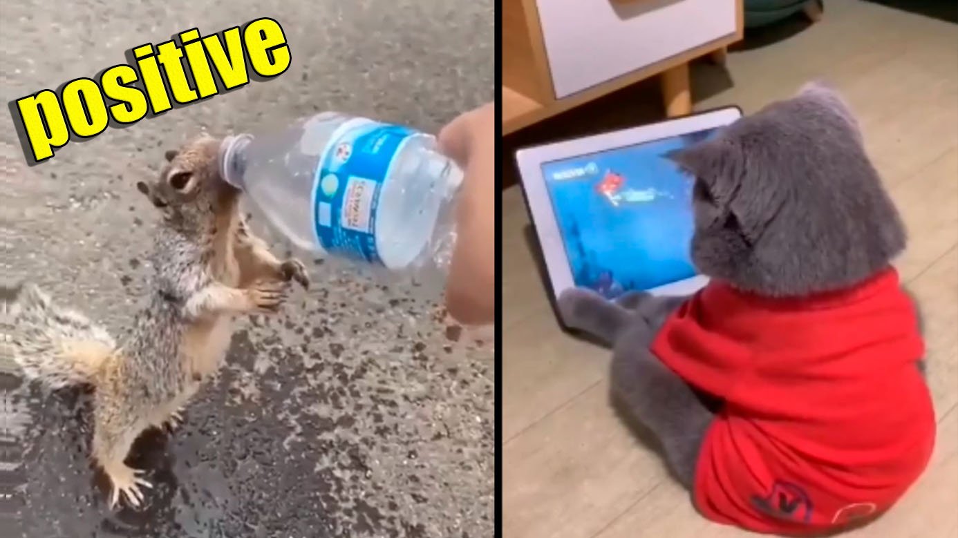 Очередная доза позитива для поднятия настроения #18