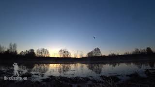 КРАСИВАЯ!! Охота на селезня с подсадной уткой. КЛАССИКА!! День 7-й.