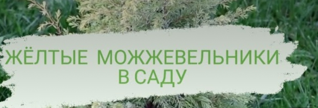 Жёлтые можжевельники в саду.