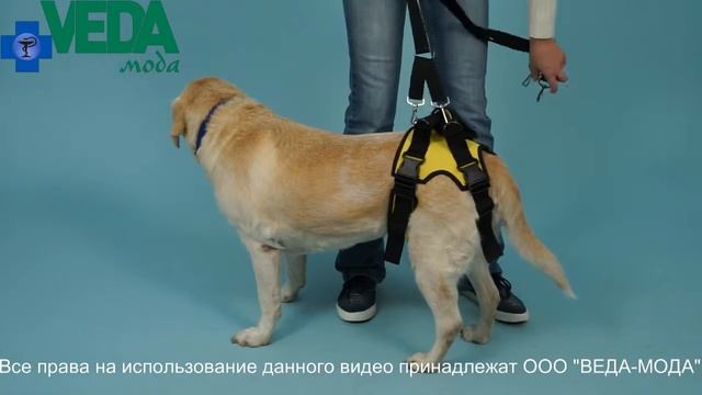 Предметы реабилитации, как надевать заднюю поддержку на собаку