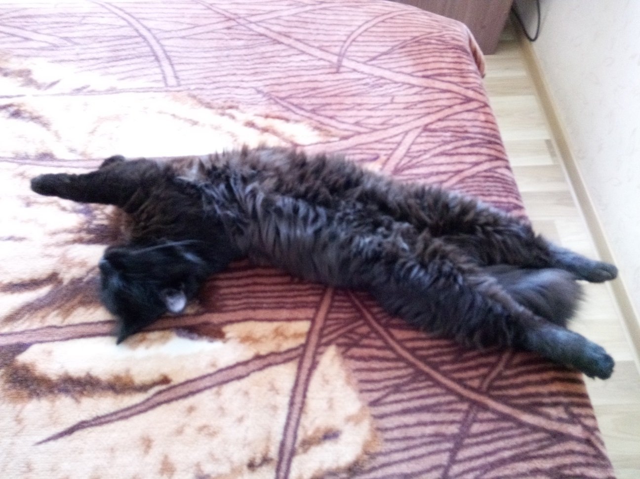 Разбудили Барсыча, недоволен, возмущается