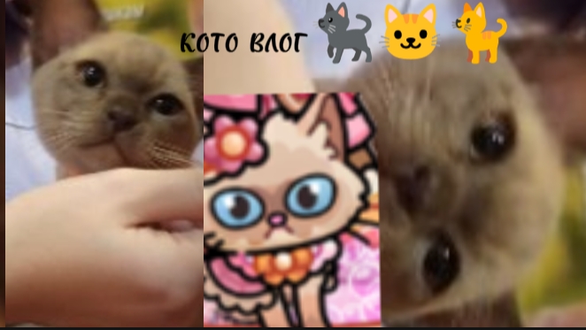 кото влог🐈🐈⬛🐱 самое миленькое видео 😍