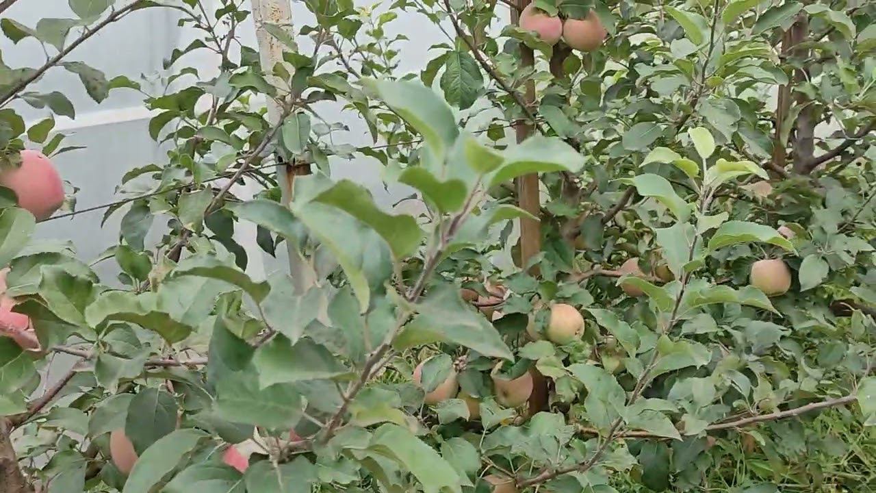 Фуджи Кику 8