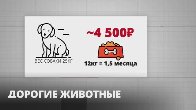 Содержать домашних питомцев в 2022 стало накладнее
