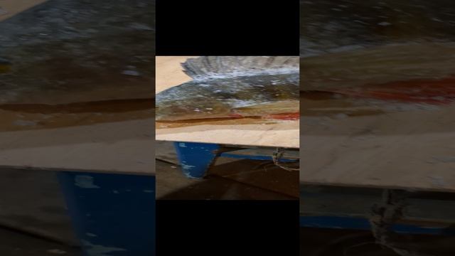 Что за рыба?