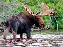 Охота на лося 2021.НЕ ЗАГОН.