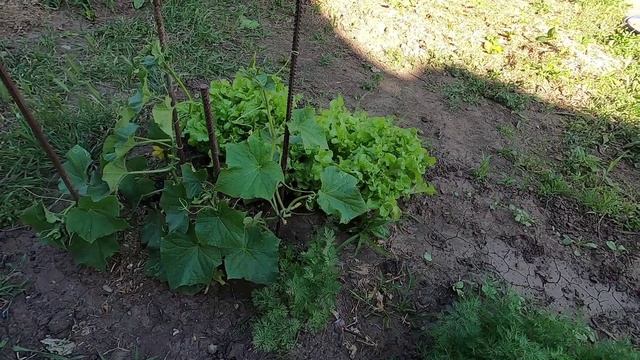 Купаемся в реке | Готовим в казане | Едим клубнику с грядки | Наше прошлое лето