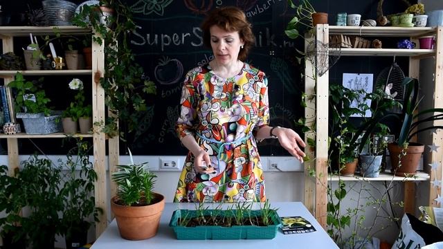 Размножение лилий чипсование в домашних условиях