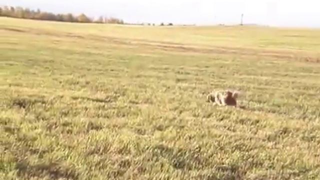 Fleurette FPr-1, 89/100, 2013г