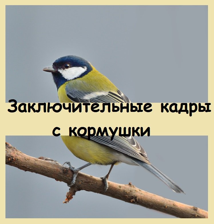 Птички на кормушку прилетают теперь редко, вот заключительные съемки кормления этой зимой