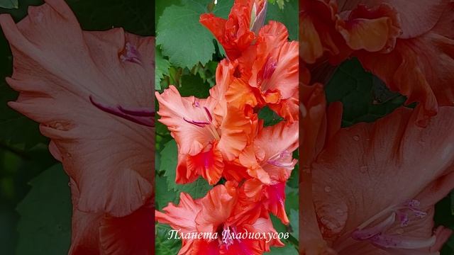 Шикарные гладиолусы Планета Гладиолусов