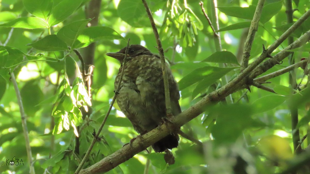 Слеток черного дрозда - пушистый малыш