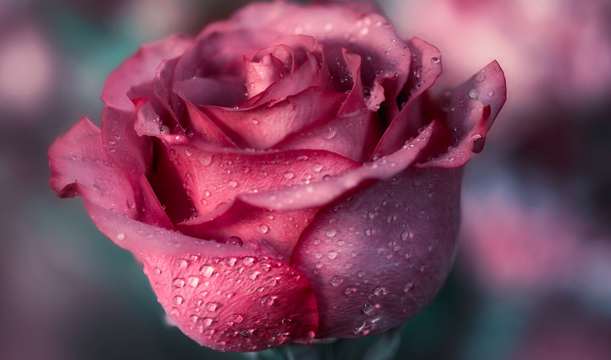 Невероятные и красивые розы разных сортов. Белые, желтые и красные розы.