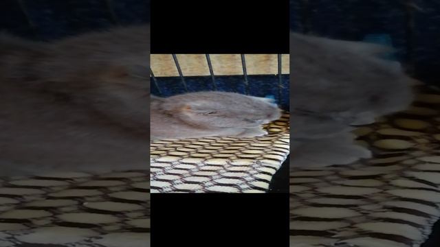 Знакомьтесь 🐾Шеда.mp4