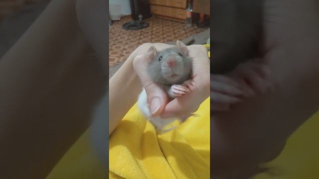 Я свободен как хомяк, в исполнении крысы Пипивны #shorts #прикол