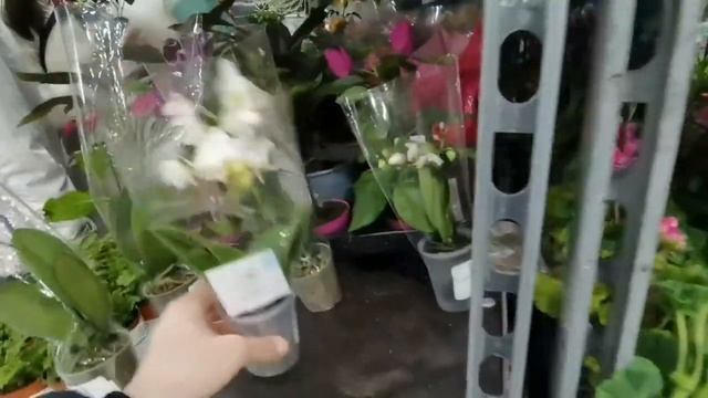 Флорэвиль УЦЕНКА орхидей: 100, 200, 300 рублей?