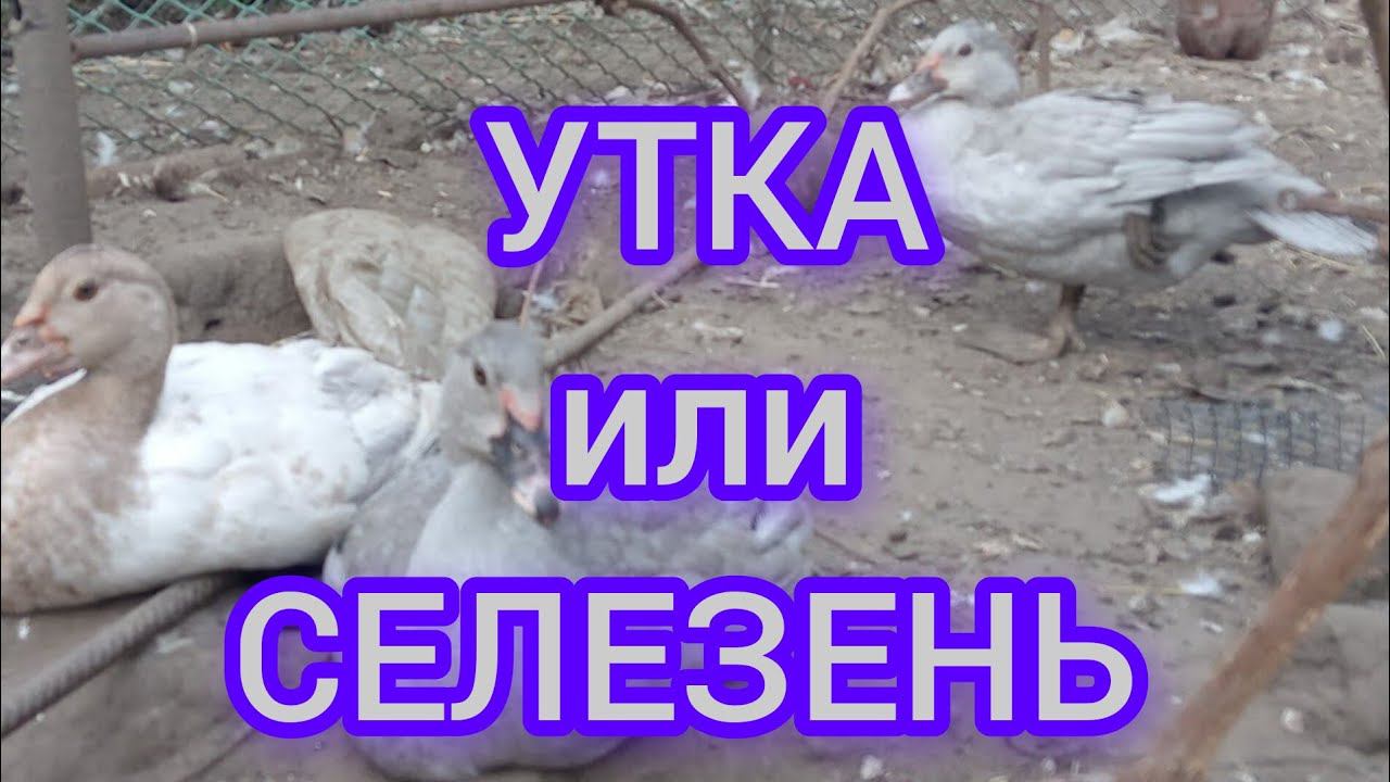 Как отличить селезня от уточки в два месяца
