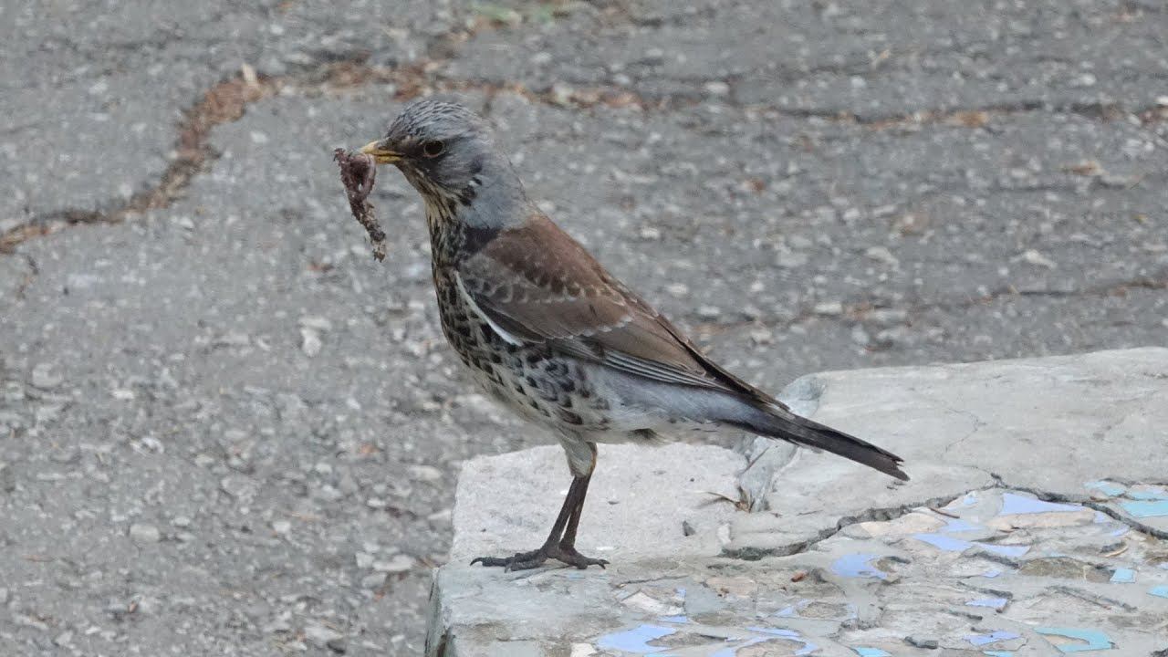 Дрозд рябинник и птенец