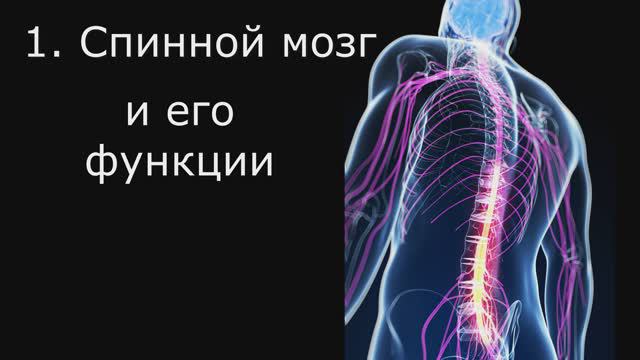 Строение и функции спинного мозга
