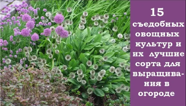 15 съедобных овощных культур и их лучшие сорта для выращивания в огороде