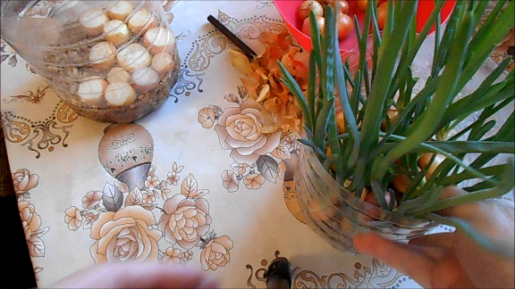 лук на зелень очень просто