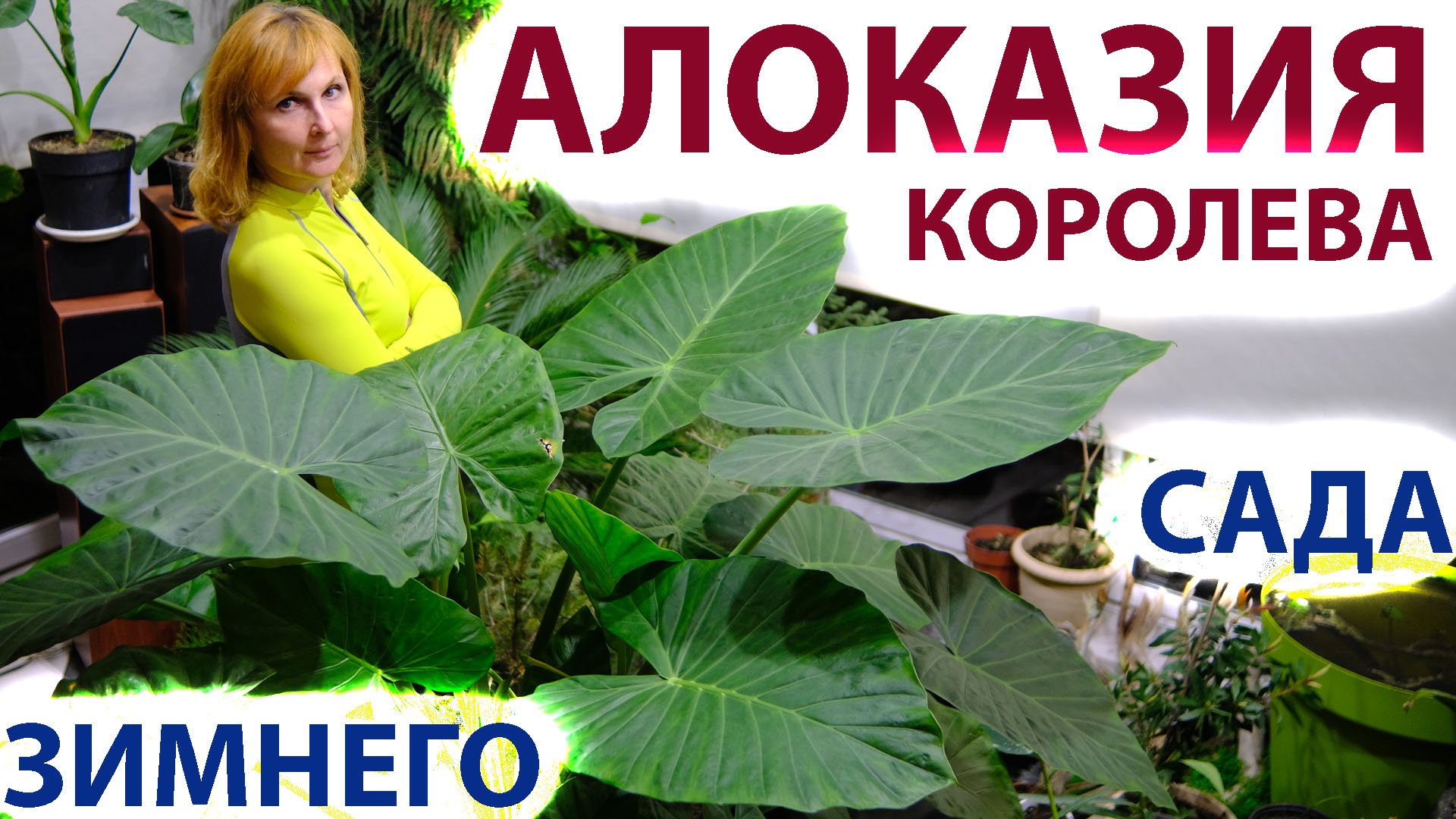 АЛОКАЗИЯ макрориза крупнокорневая - королева зимнего сада