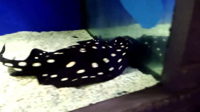 Поездка в Киев - океанариум "Морская сказка"