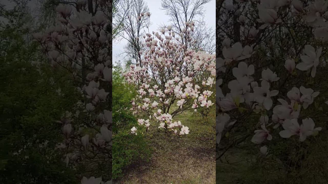 Магнолия.Монастырь.30.04.2023