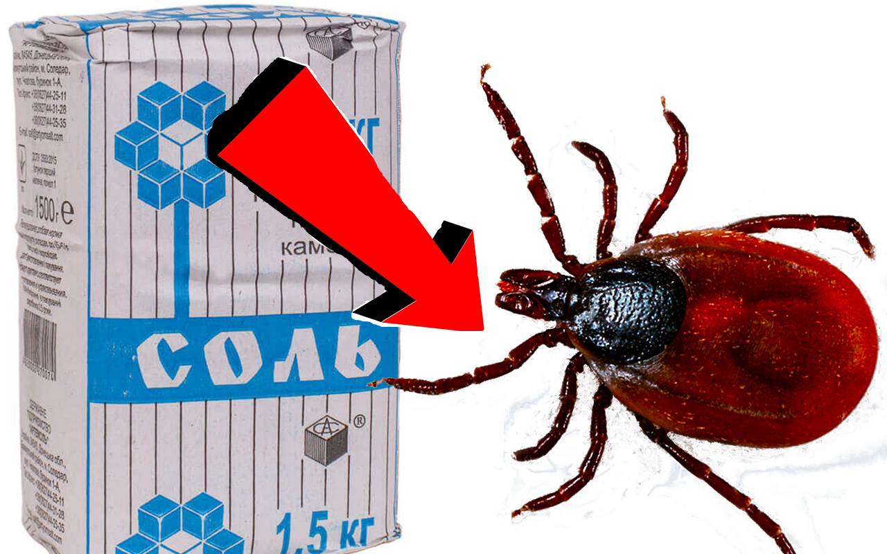 Как избавиться от клеща за 3 Секунды!