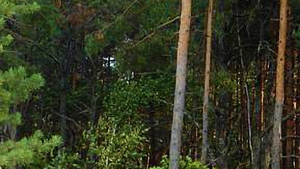 "Окно"в лесу. Фото