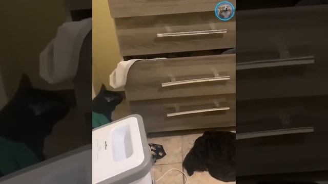 Смешные животные #57.mp4