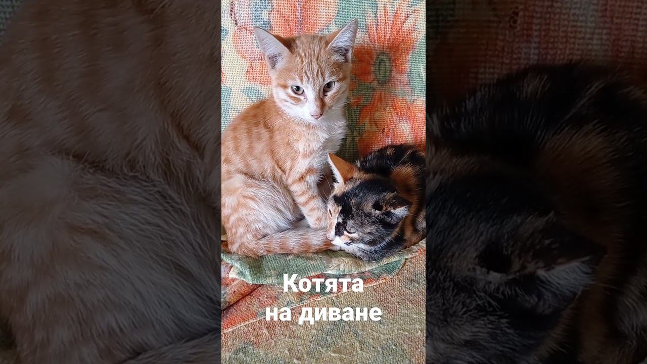 Милые котята греются на диванчике #Shorts