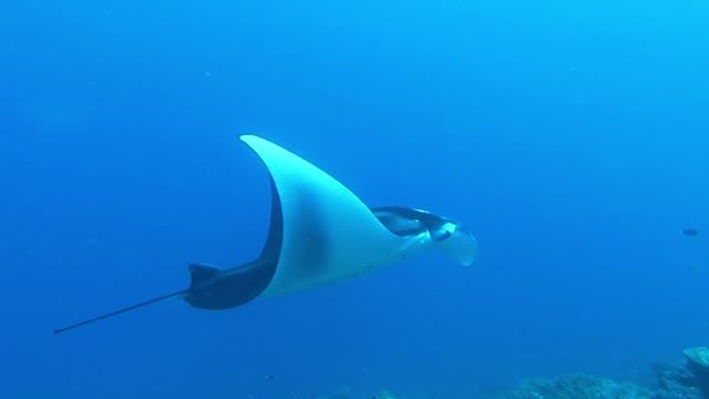 Дайвинг Мальдивы о.Тодду Diving