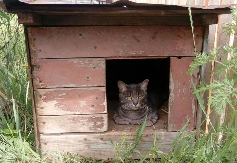 Кошкина дверь.