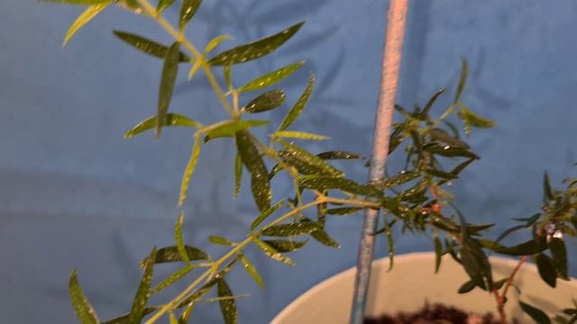 Серполистный 5