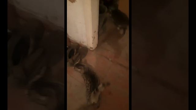 Гулять просится)