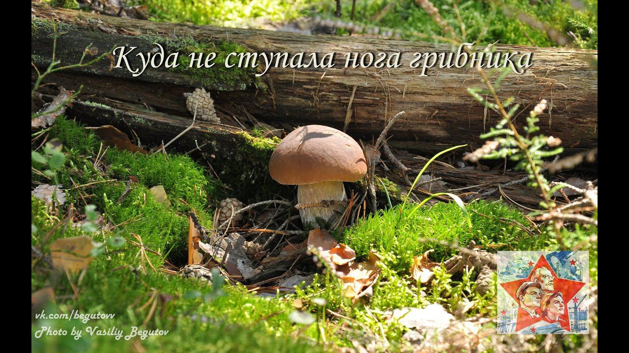 Куда не ступала нога грибника. Грибалка. Тихая охота. Грибы. Архив 2015 год.