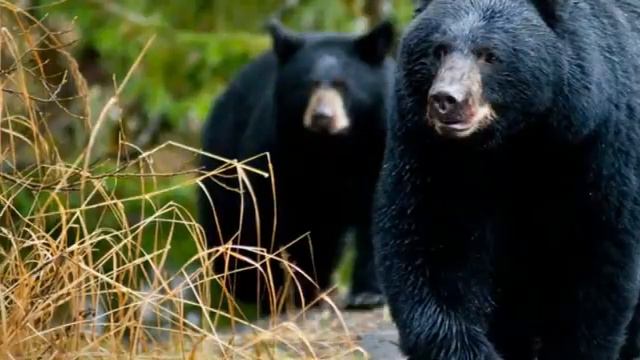 МЕДВЕДЬ барибал 2019