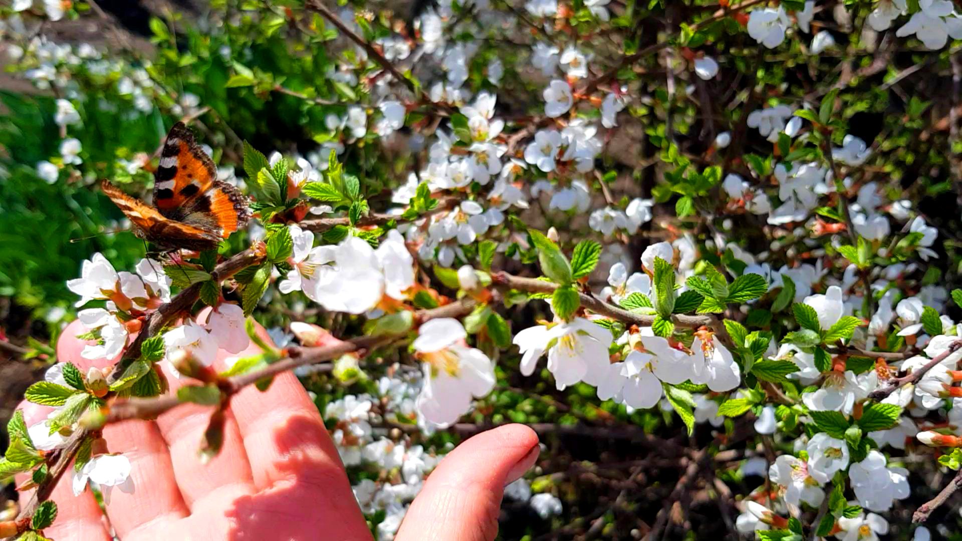 асмр для мурашек и великолепное цветение сада от АСМР Звуки Сада