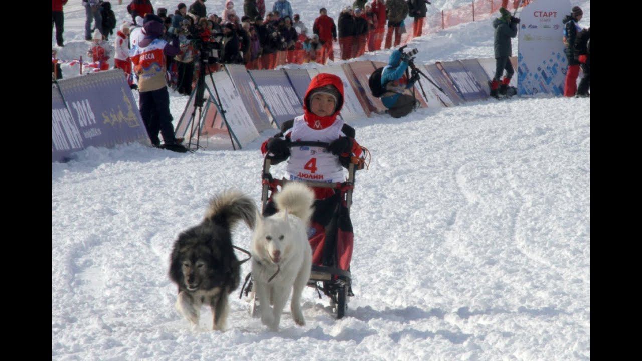 Берингия 2014 - легендарная гонка на собачьих упряжках. Дневник - 1