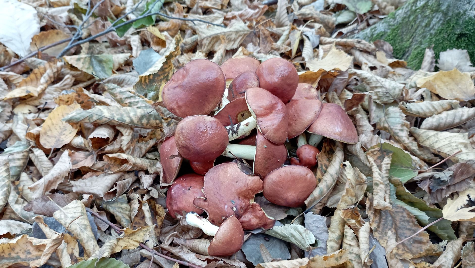 Что там в лесу? МАСЛЯТА! По грибы 29 октября 2023 года.