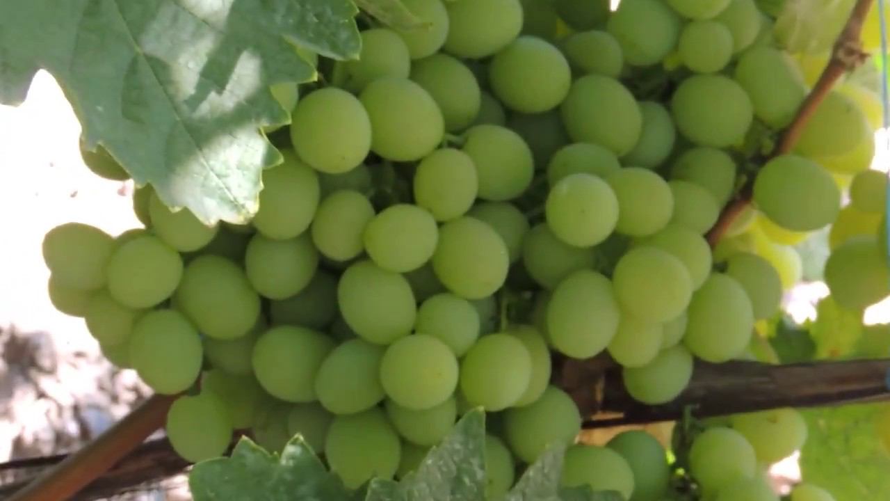 мой виноградник 2017