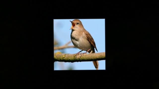 Ночь. Это можно слушать вечно.🎧