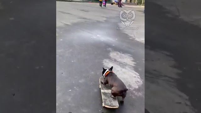 - Расступись, честной народ!