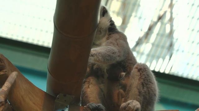 В Московском зоопарке пополнилось семейство кошачьих лемуров